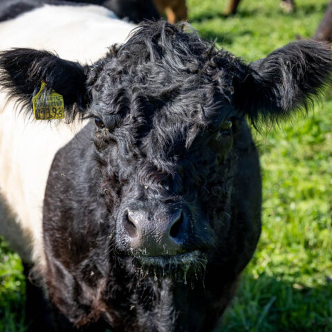 Home - Swiss Galloway Society