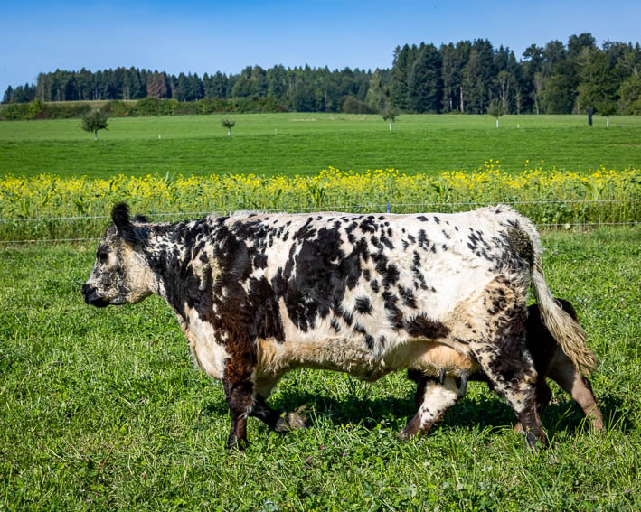 Farbschläge - Swiss Galloway Society