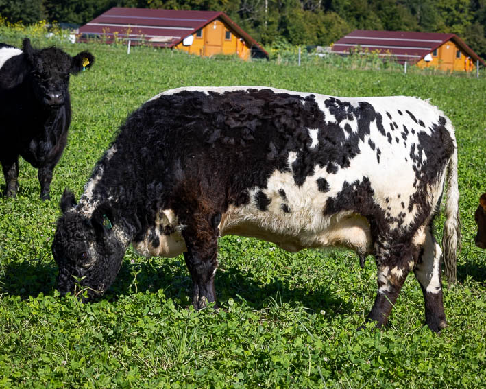 Farbschläge - Swiss Galloway Society