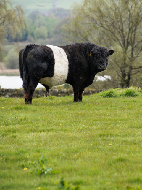 Das Produkt - Swiss Galloway Society